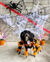 Halloween dog party in Auckland — Yellow Lab Pet Photographer