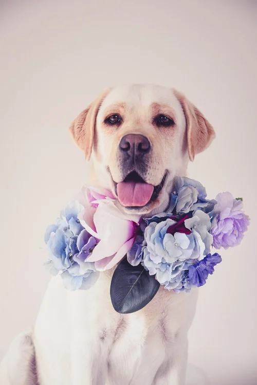 Furbaby and dog mom photoshoots! — Yellow Lab Pet Photographer
