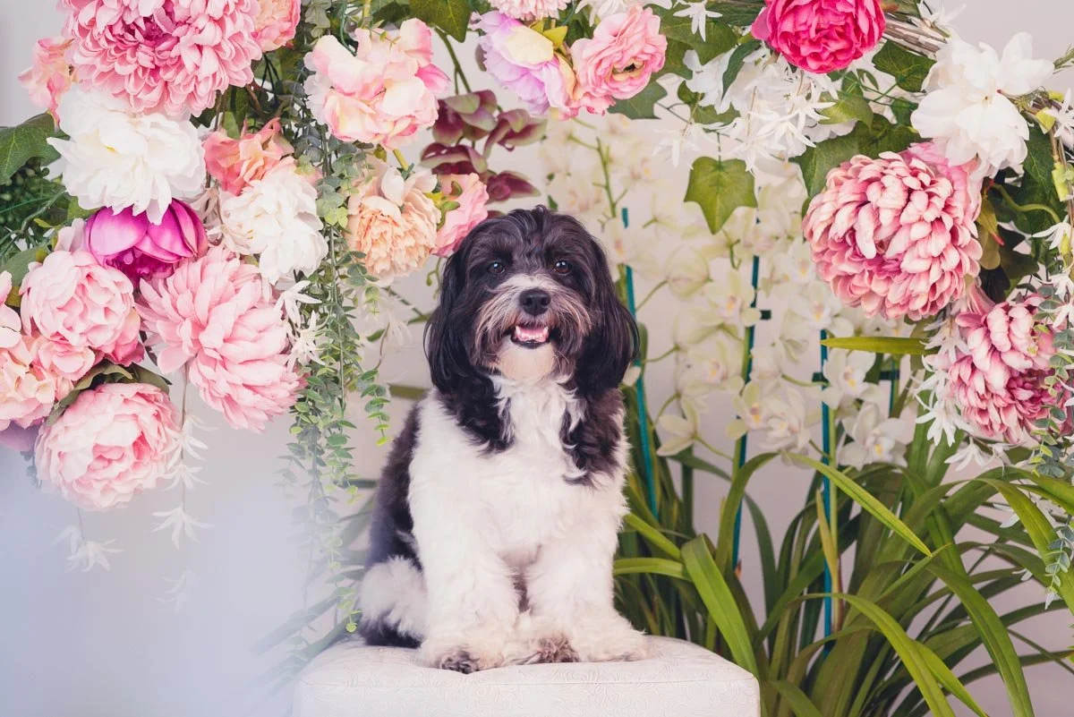 Family & dog mini shoots in Auckland — Yellow Lab Pet Photographer