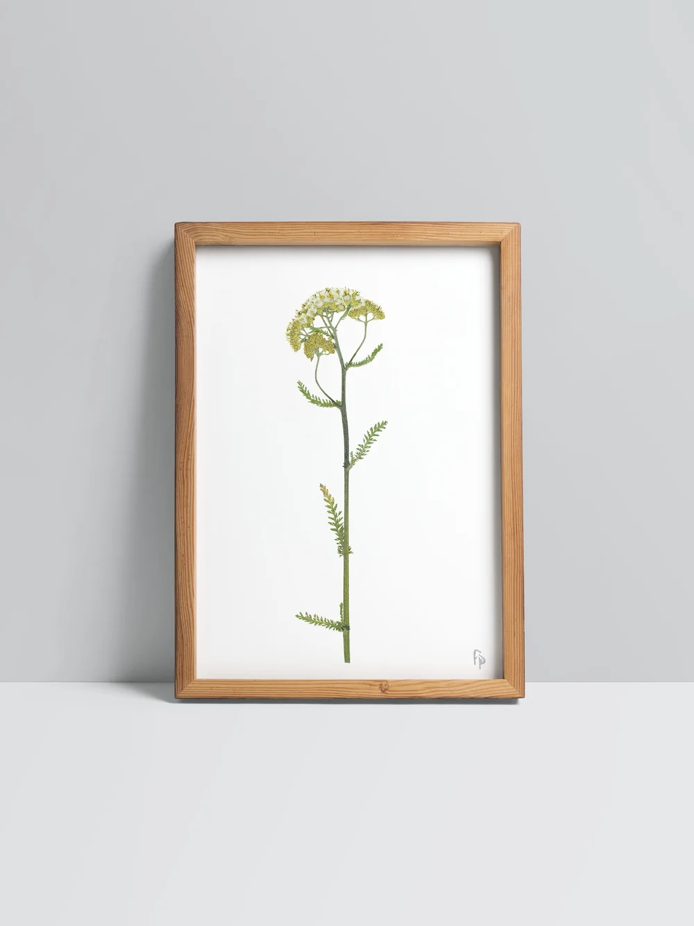 Yarrow Botanical Drawing