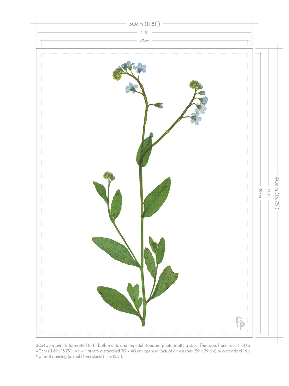 Forget Me Not Botanical Illustration