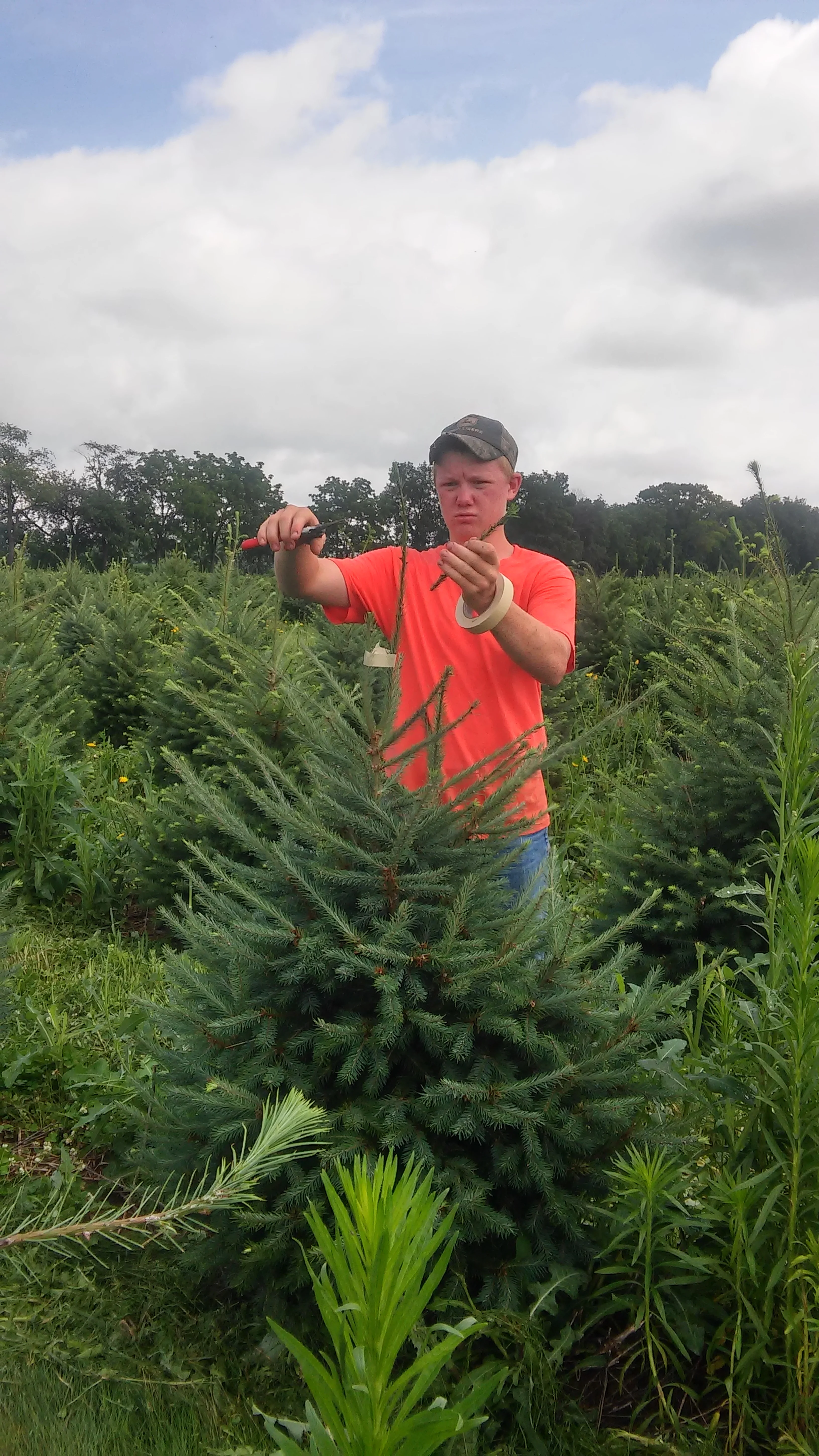 Christmas Tree Trimming