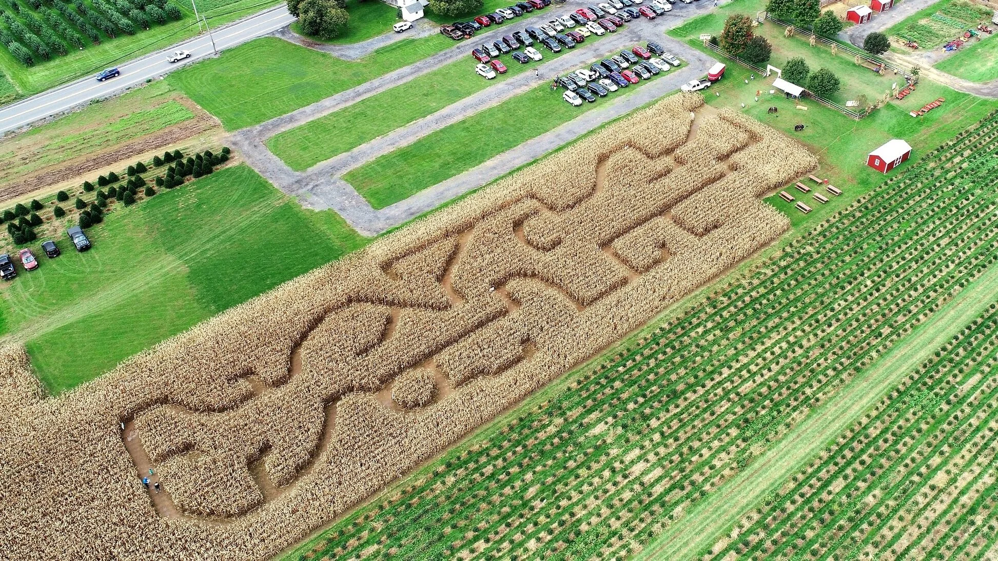Corn Maze — UNANGST TREE FARMS