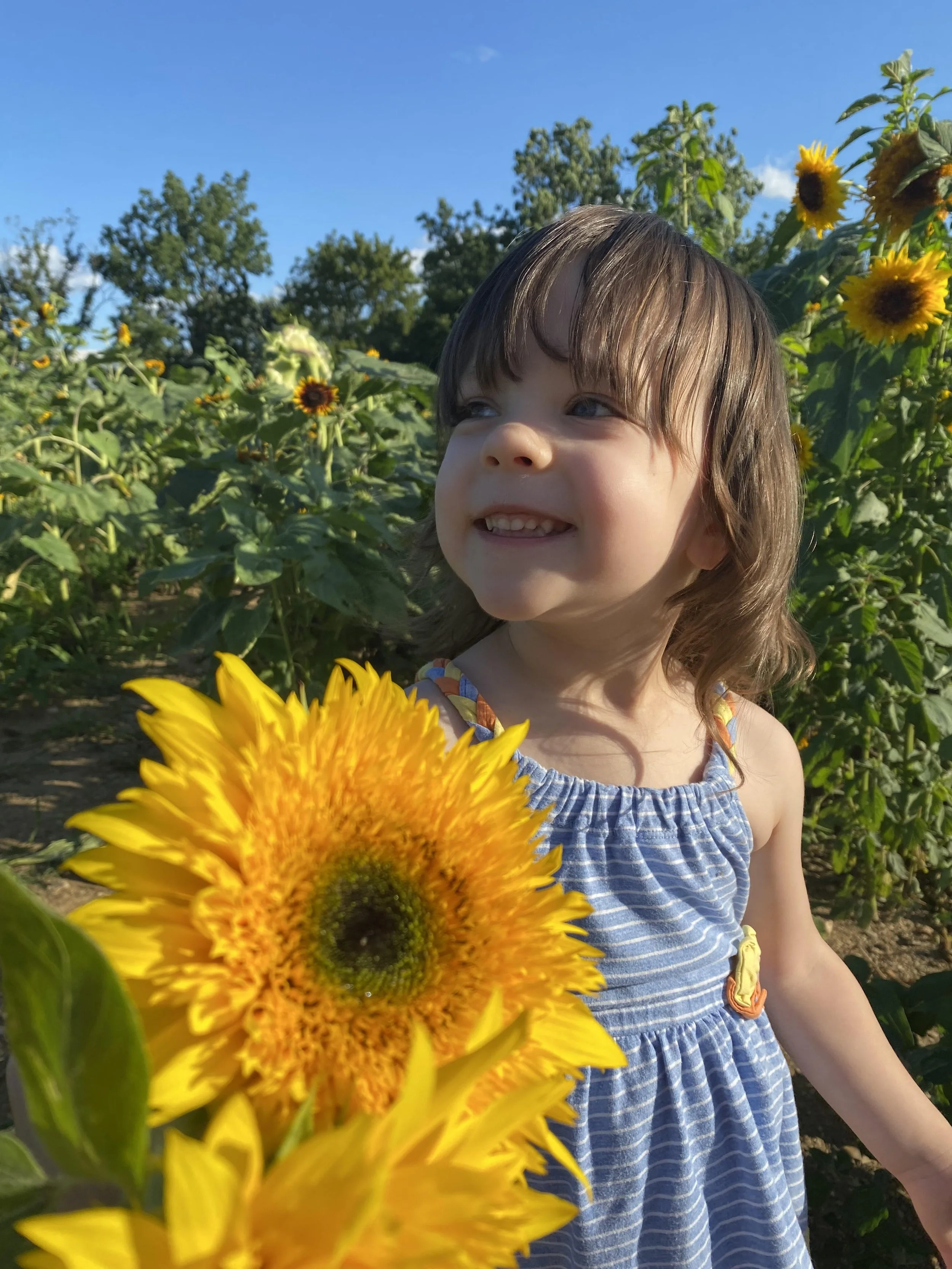 FARM HISTORY — UNANGST TREE FARMS