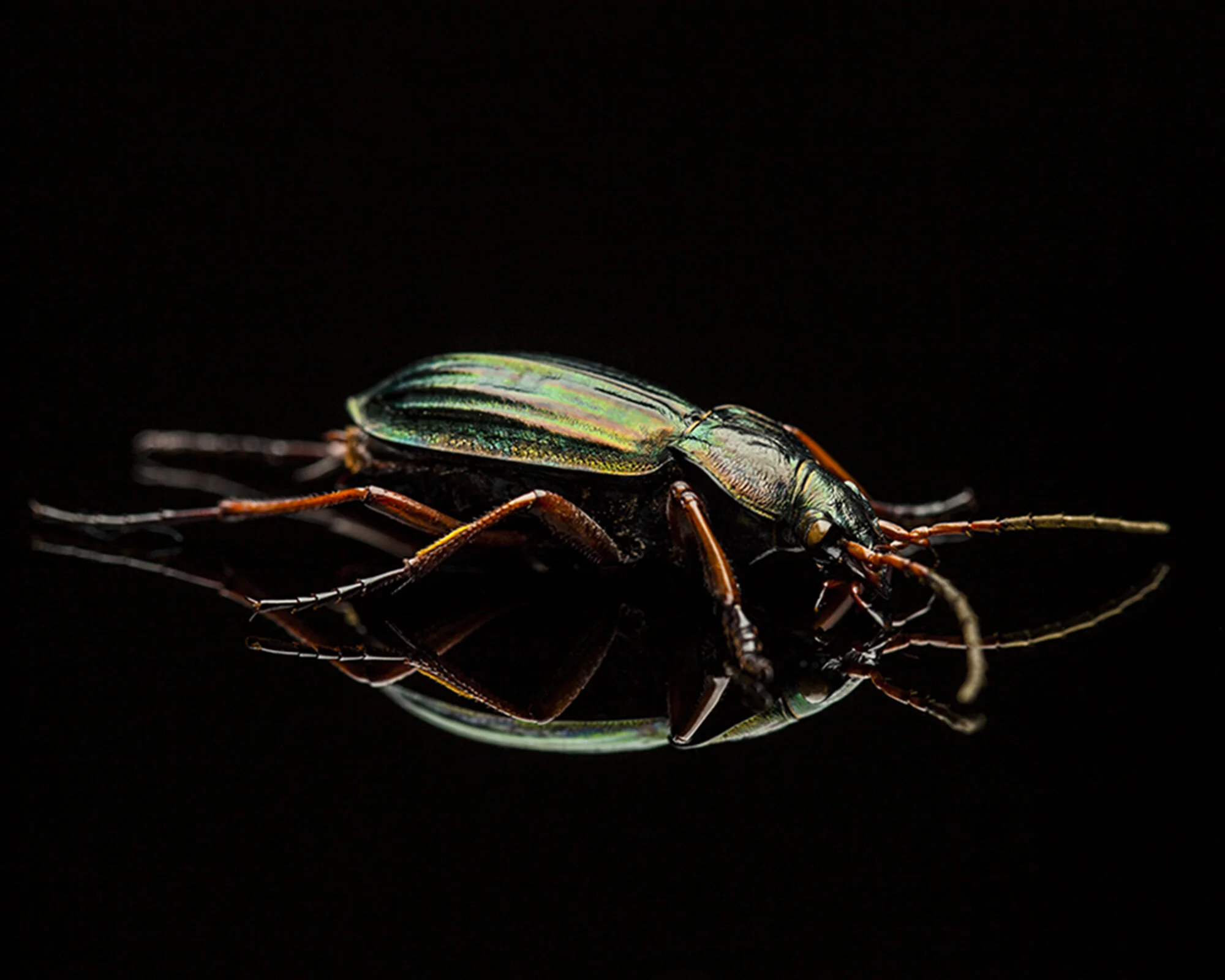 Portraits — Kelly Ryerson