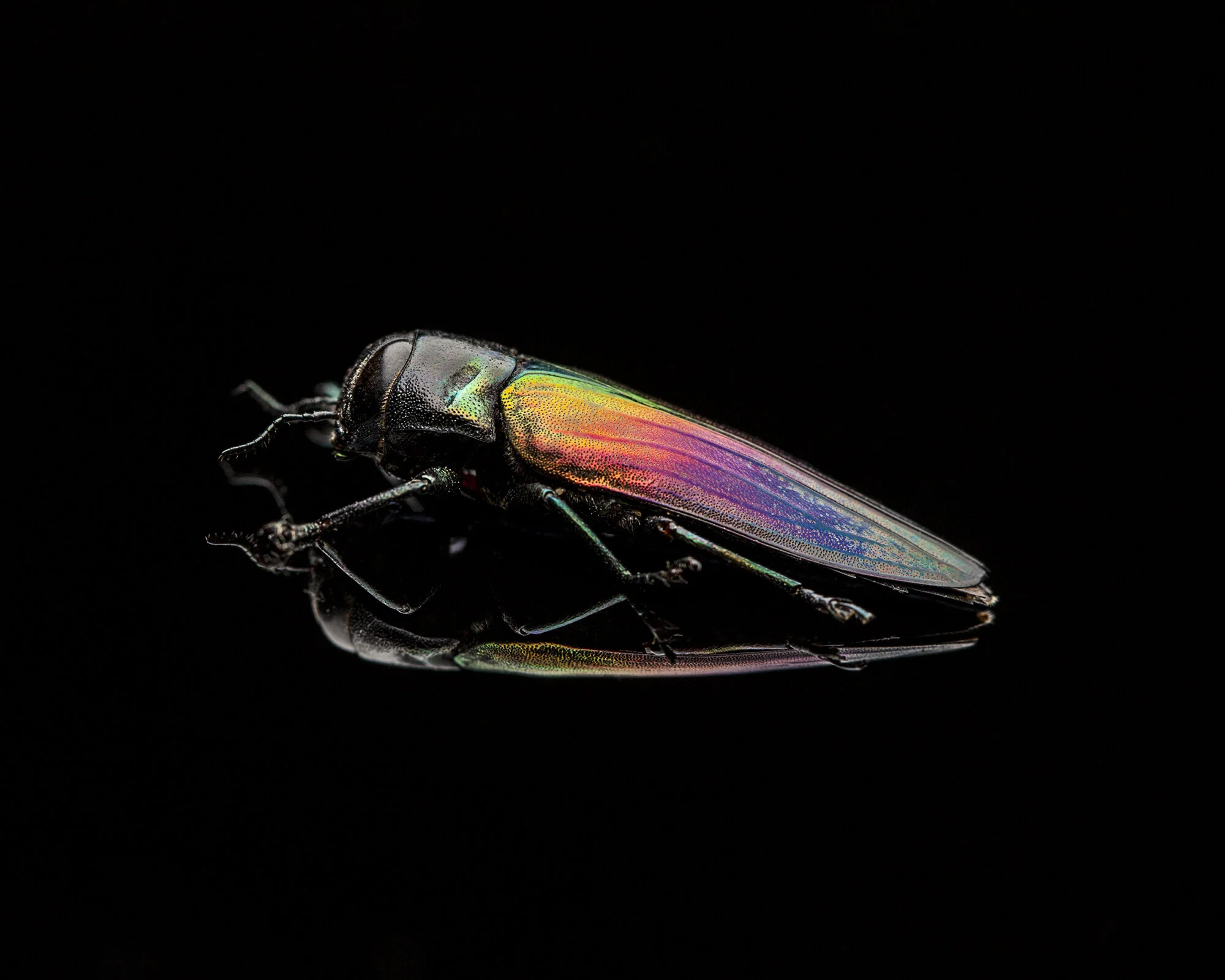 Portraits — Kelly Ryerson