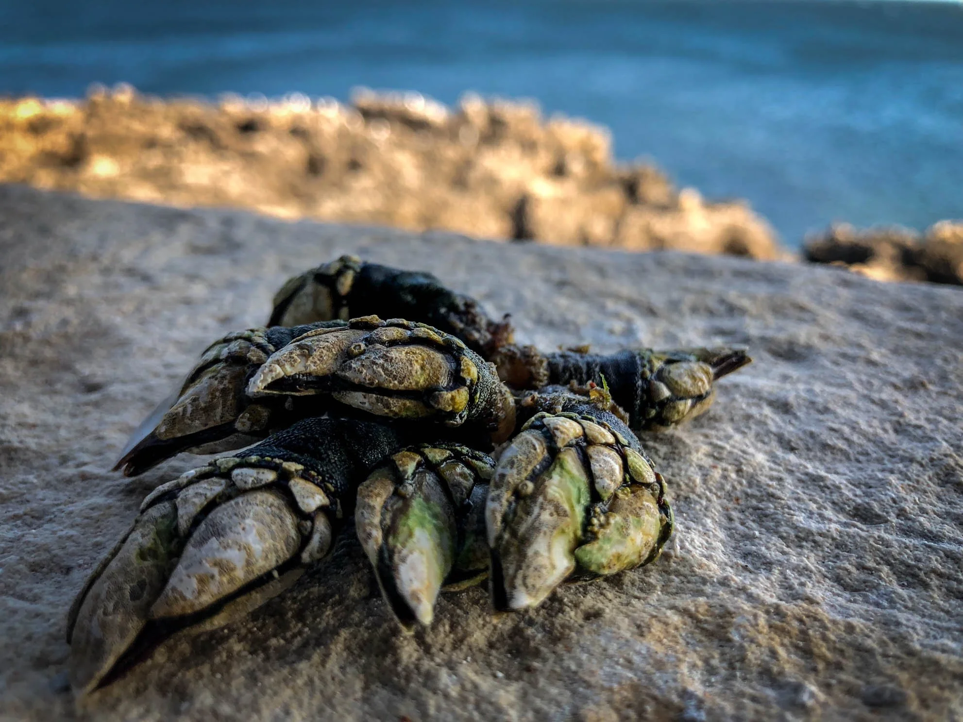 Portugal — Kelly Ryerson