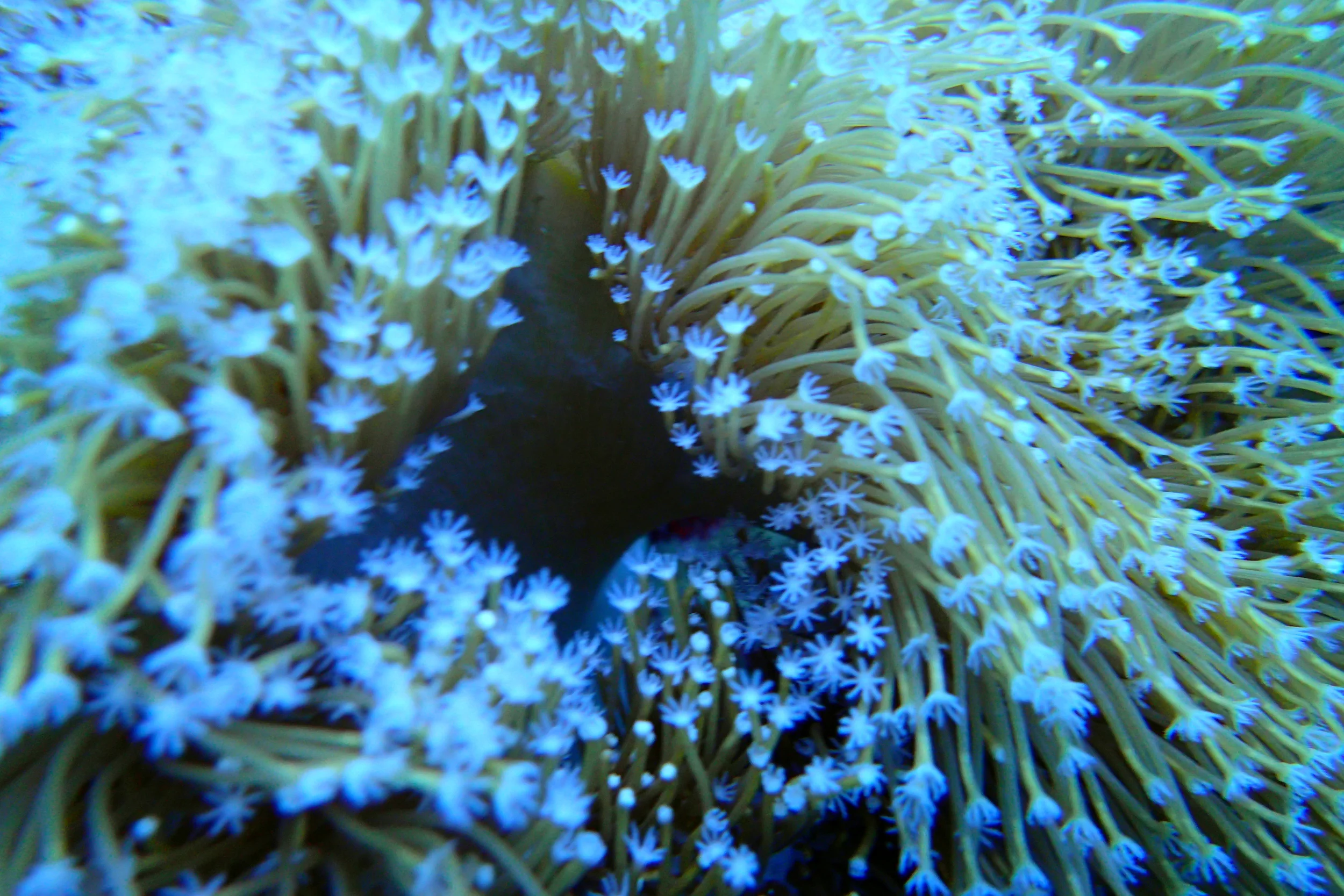 Photo highlights: Diving the Great Barrier Reef — Deviating the Norm