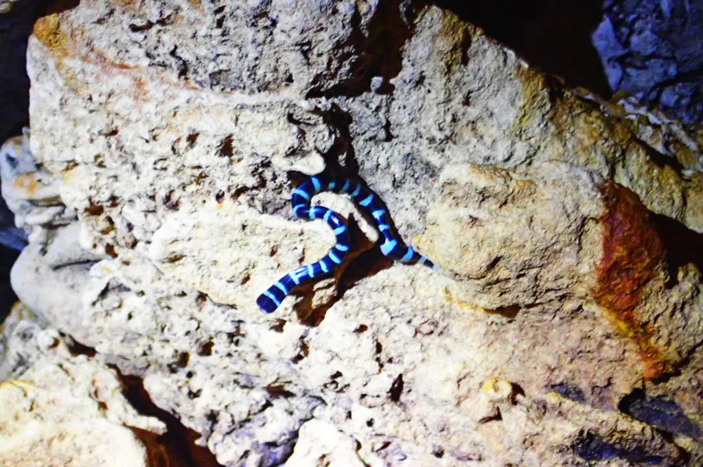 SCUBA diving in Niue: Caves and sea snakes under the sea — Deviating ...