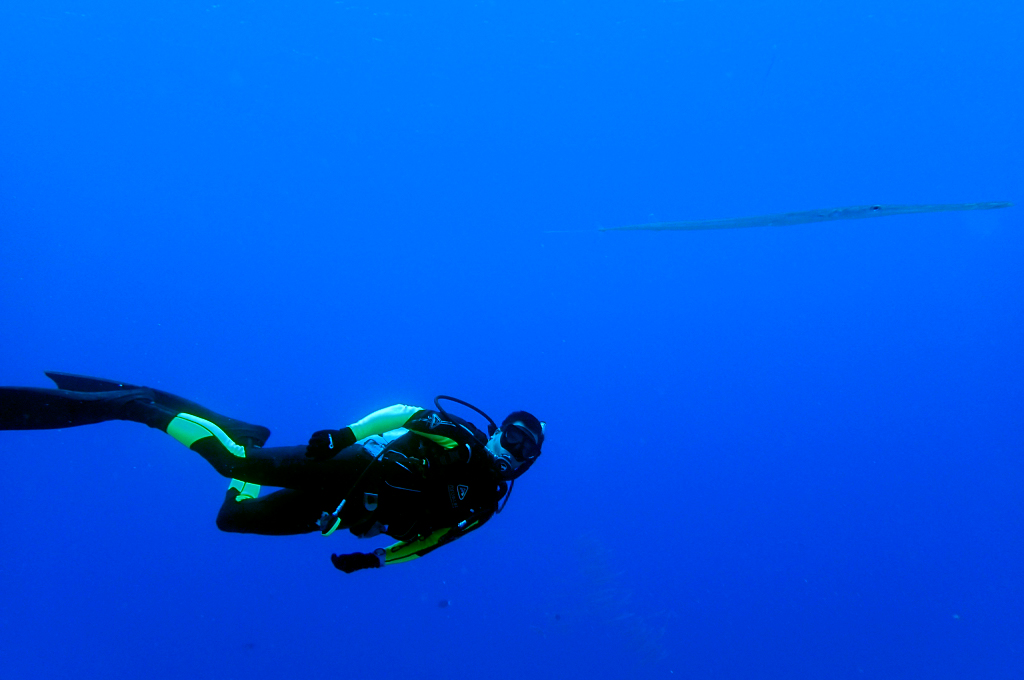 SCUBA diving in Niue: Caves and sea snakes under the sea — Deviating ...