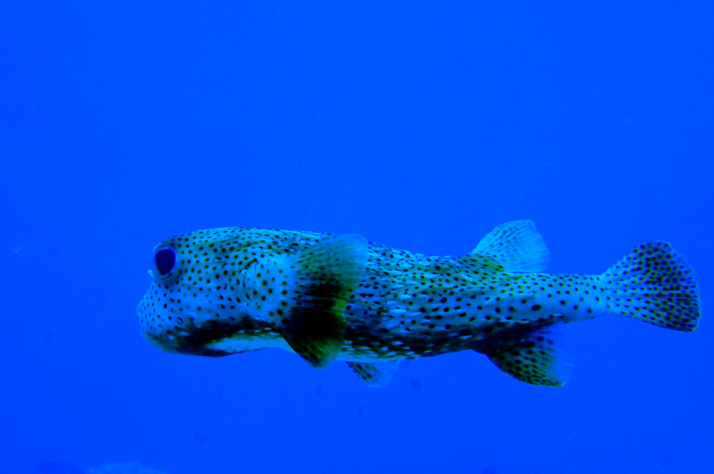 SCUBA diving in Niue: Caves and sea snakes under the sea — Deviating ...