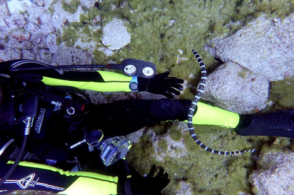 SCUBA diving in Niue: Caves and sea snakes under the sea — Deviating ...