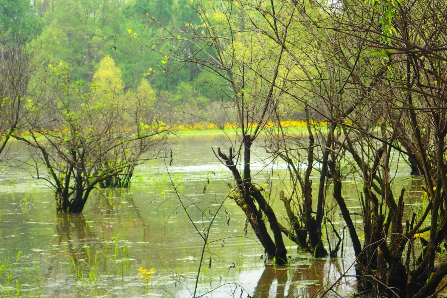 I saw Bison, America's First National Mammal, in Kentucky — Deviating ...