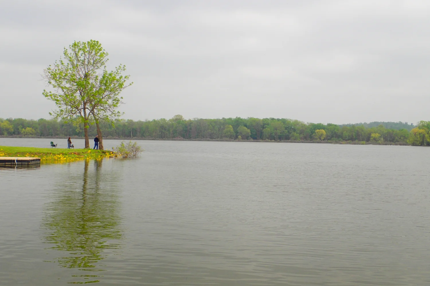 I saw Bison, America's First National Mammal, in Kentucky — Deviating ...