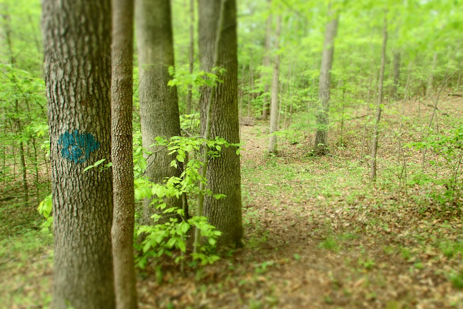 I saw Bison, America's First National Mammal, in Kentucky — Deviating ...