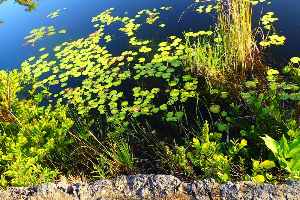 How NOT to see alligators in the Florida Everglades — Deviating the Norm