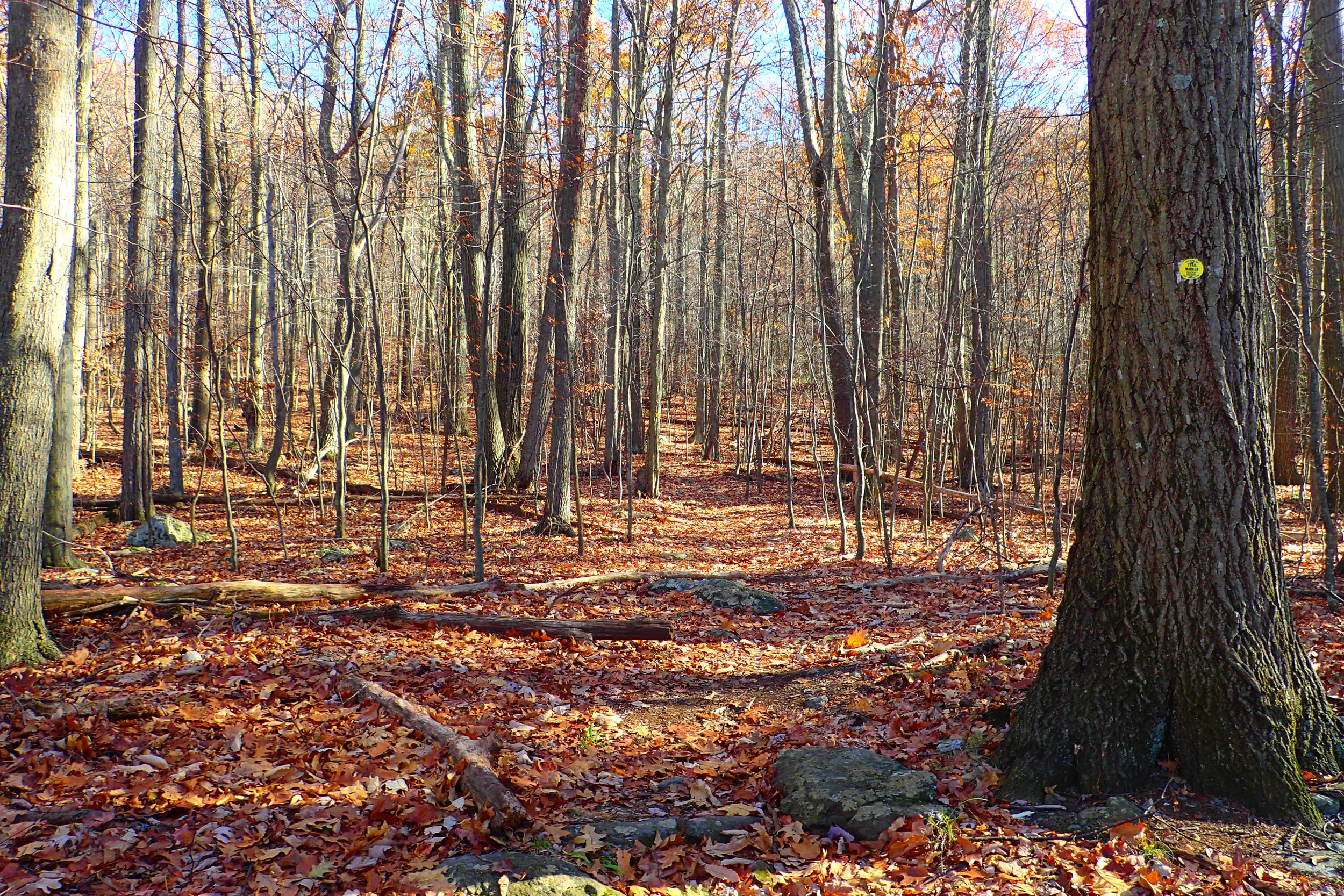 Hiking Brace Mountain in Upstate New York — Deviating the Norm
