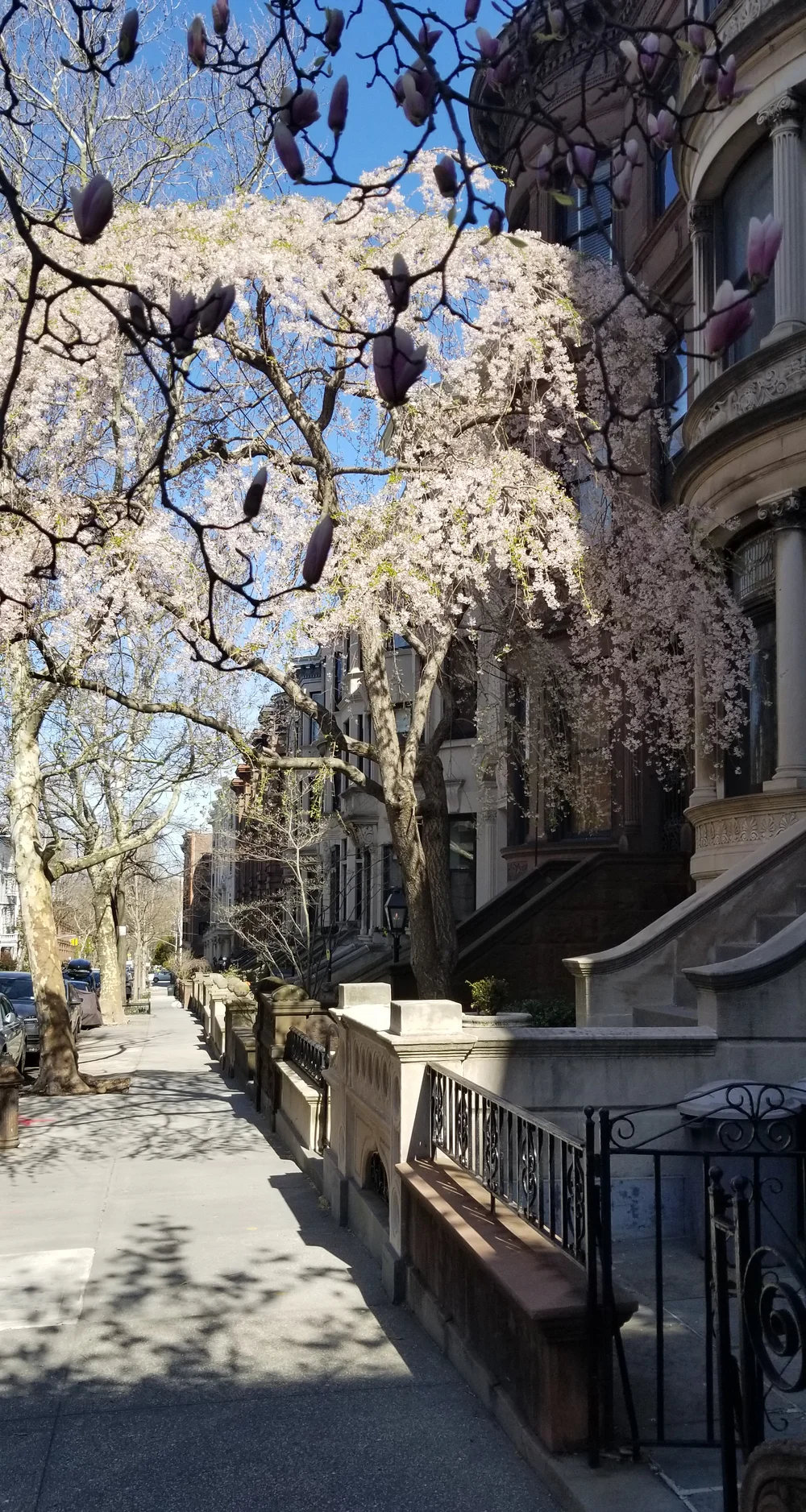 My 8 Favorite Brooklyn Things To Do in Spring — Deviating the Norm