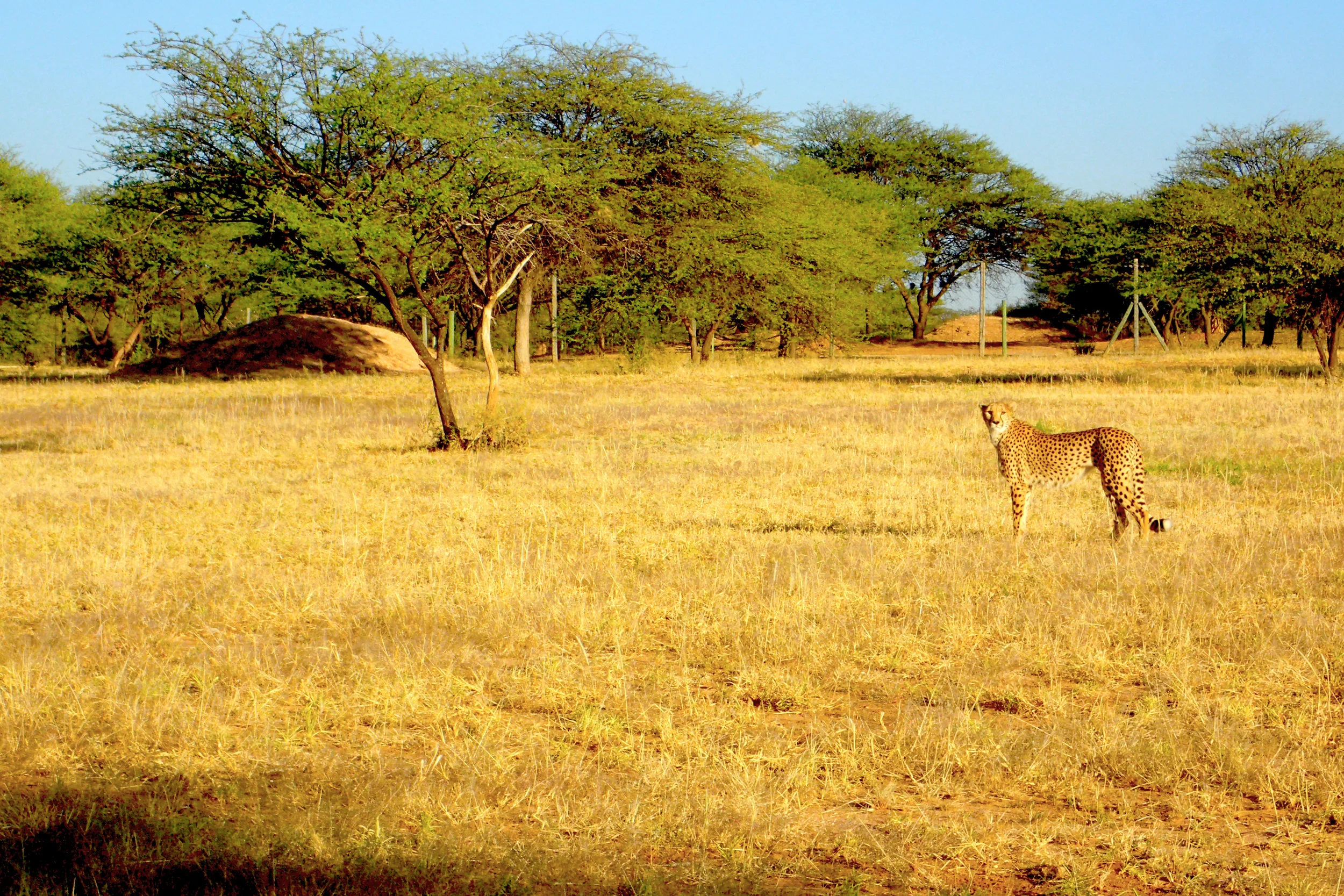 Visiting The Cheetah Conservation Fund In Namibia — Deviating the Norm