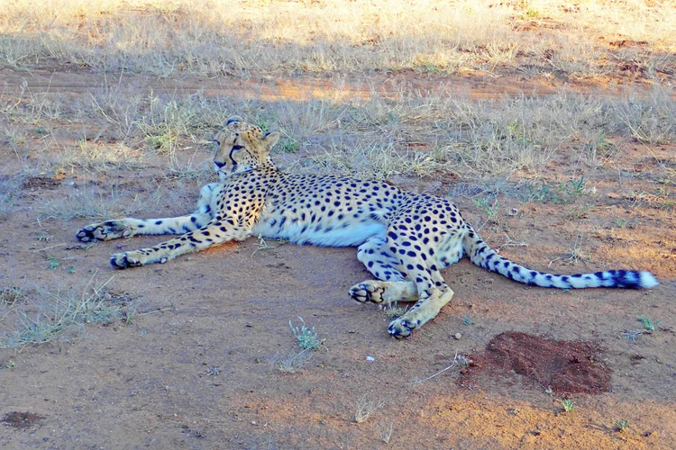 Visiting The Cheetah Conservation Fund In Namibia — Deviating the Norm