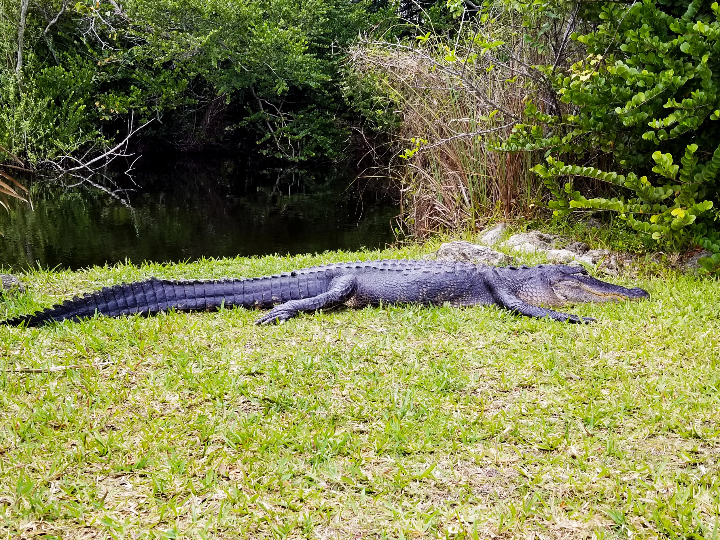 How to See Alligators in the Florida Everglades — Deviating the Norm