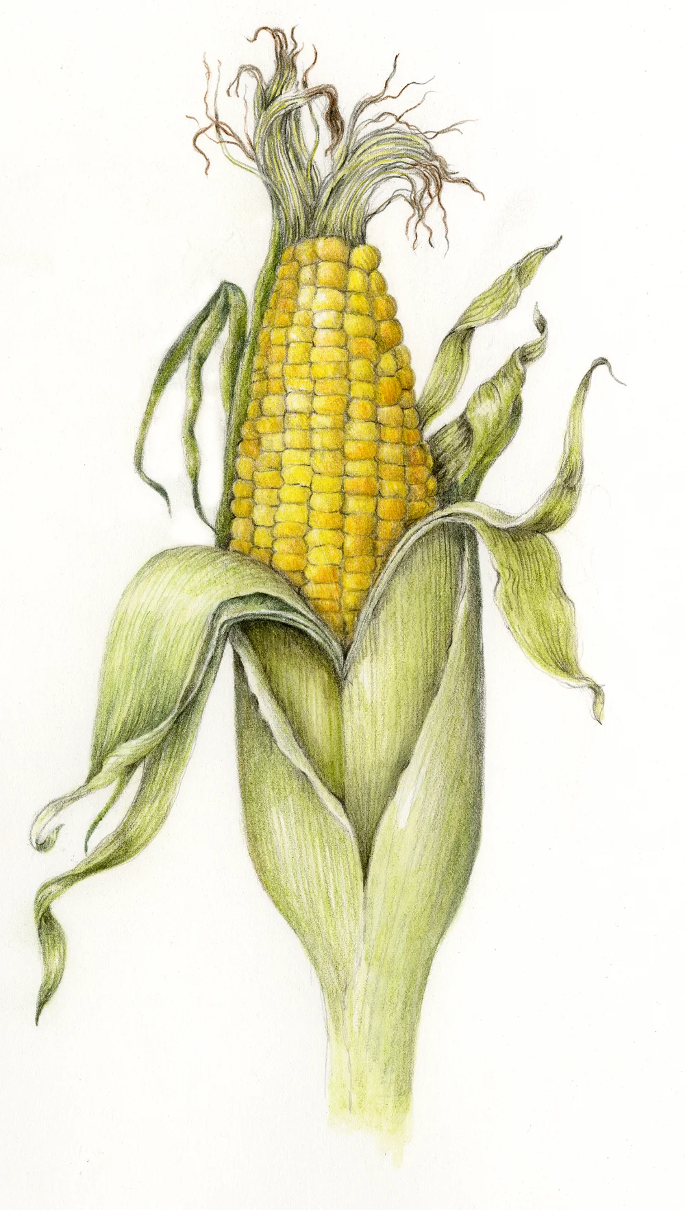 Vegetable Botanical Drawing