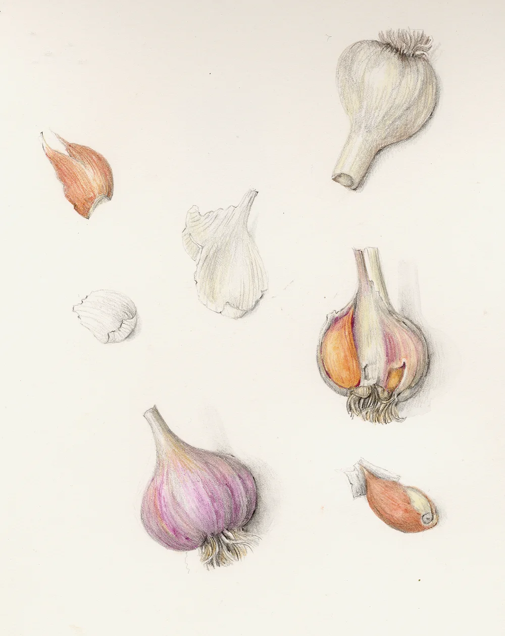 Vegetable Botanical Drawing