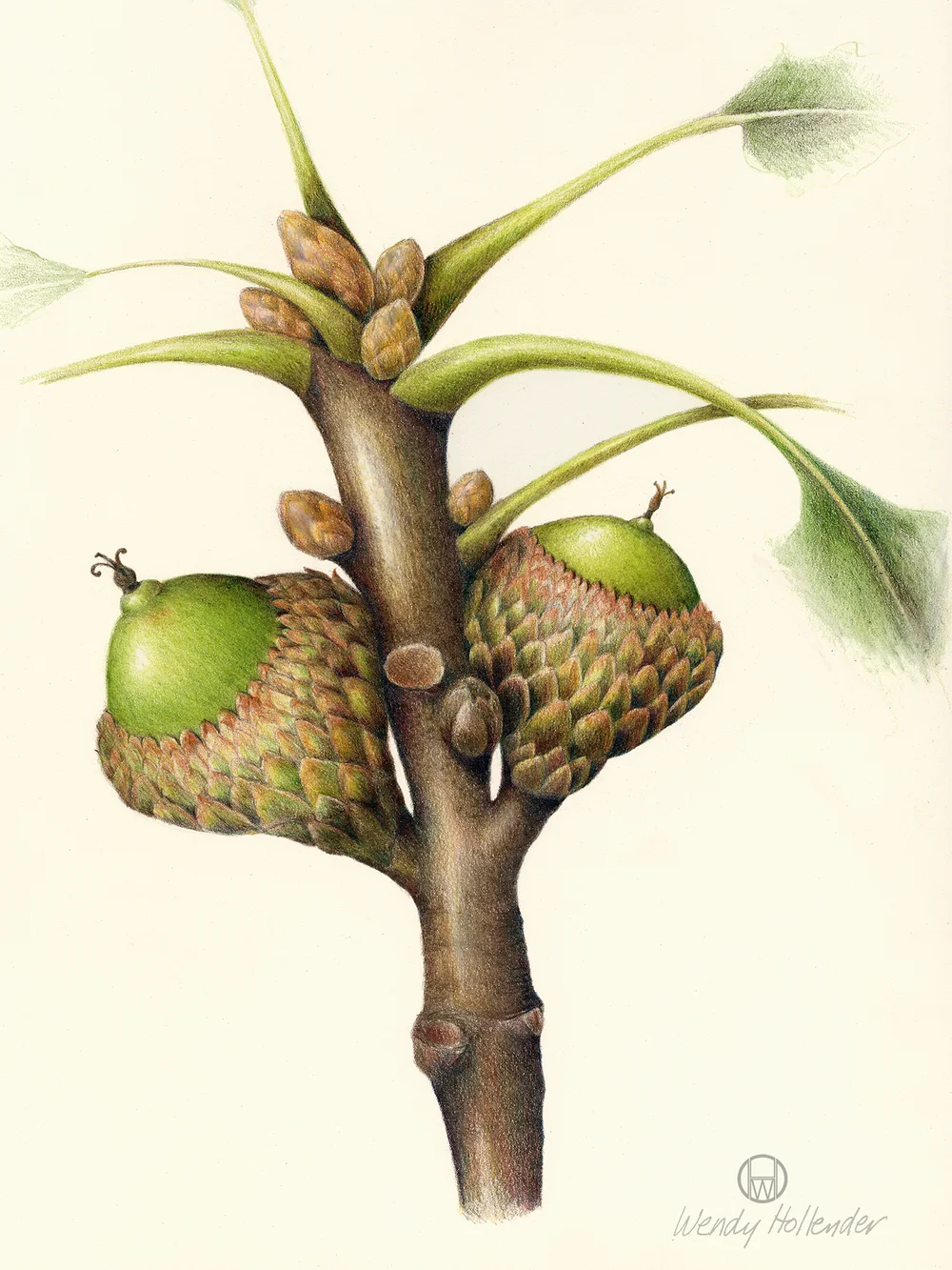 Acorn Botanical Drawing