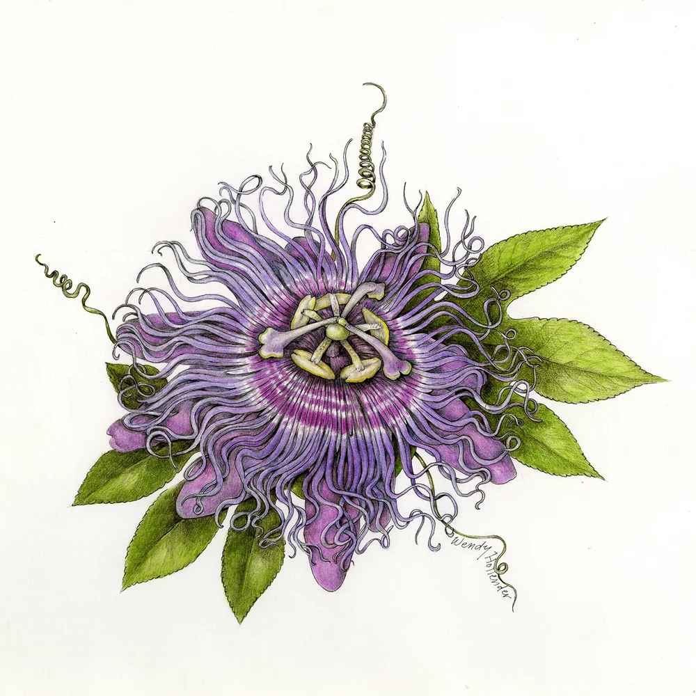 Botanical Flower Drawing
