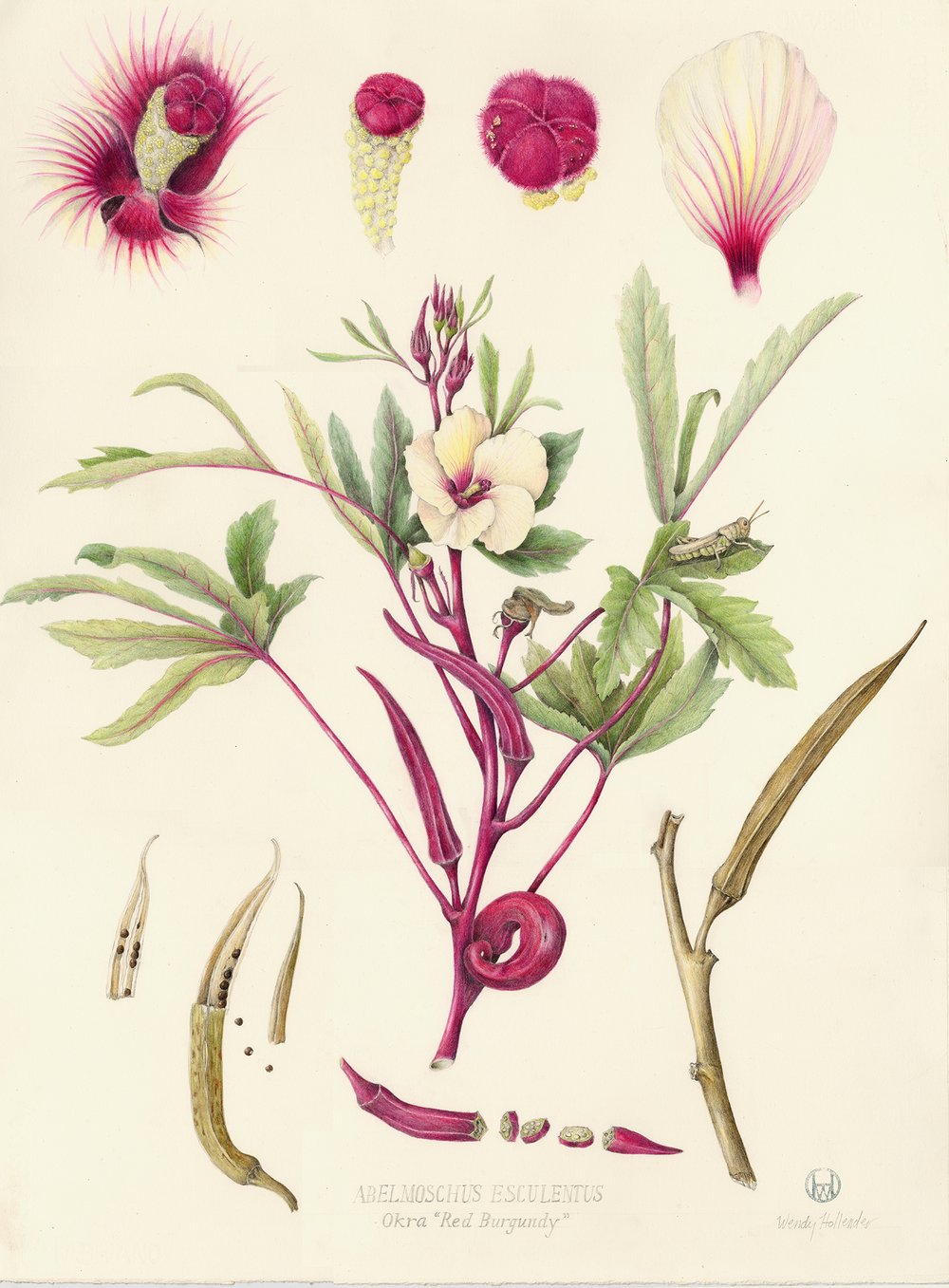 Okra Plant Drawing