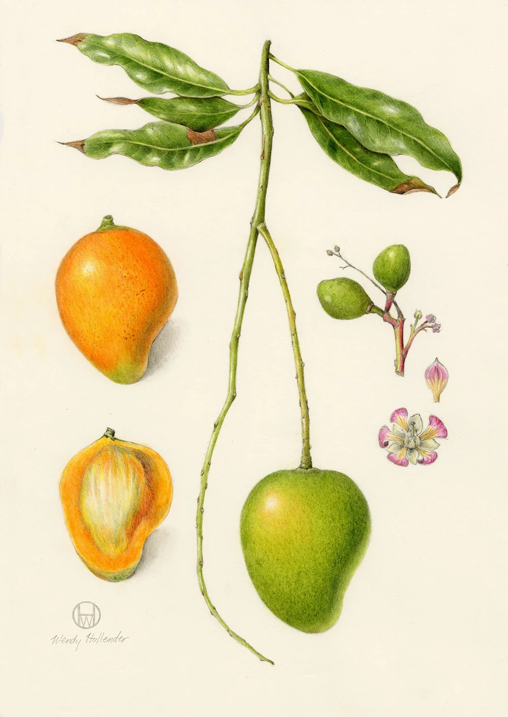 Botanical Illustration Fruit