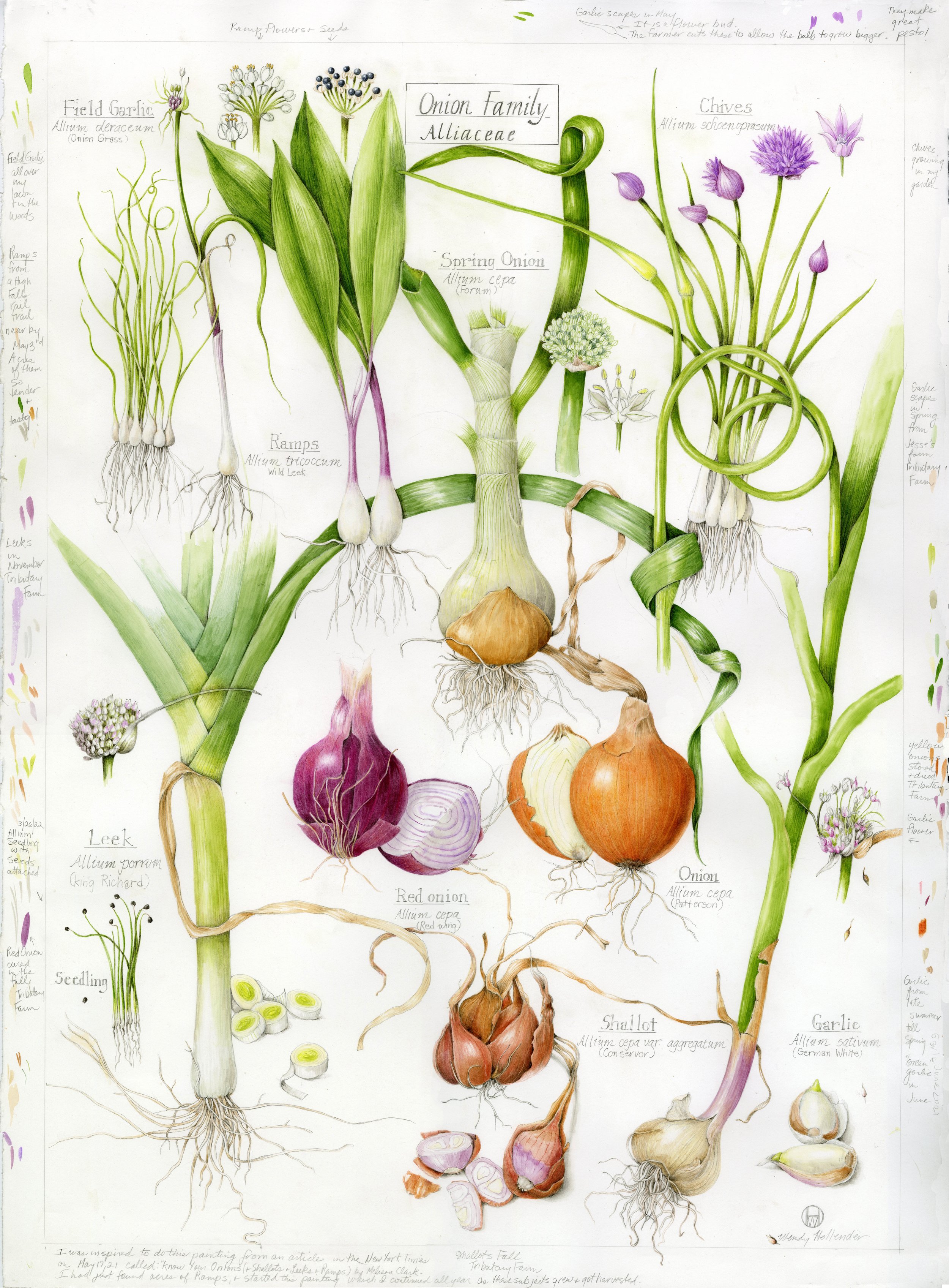 Onion Botanical Drawing