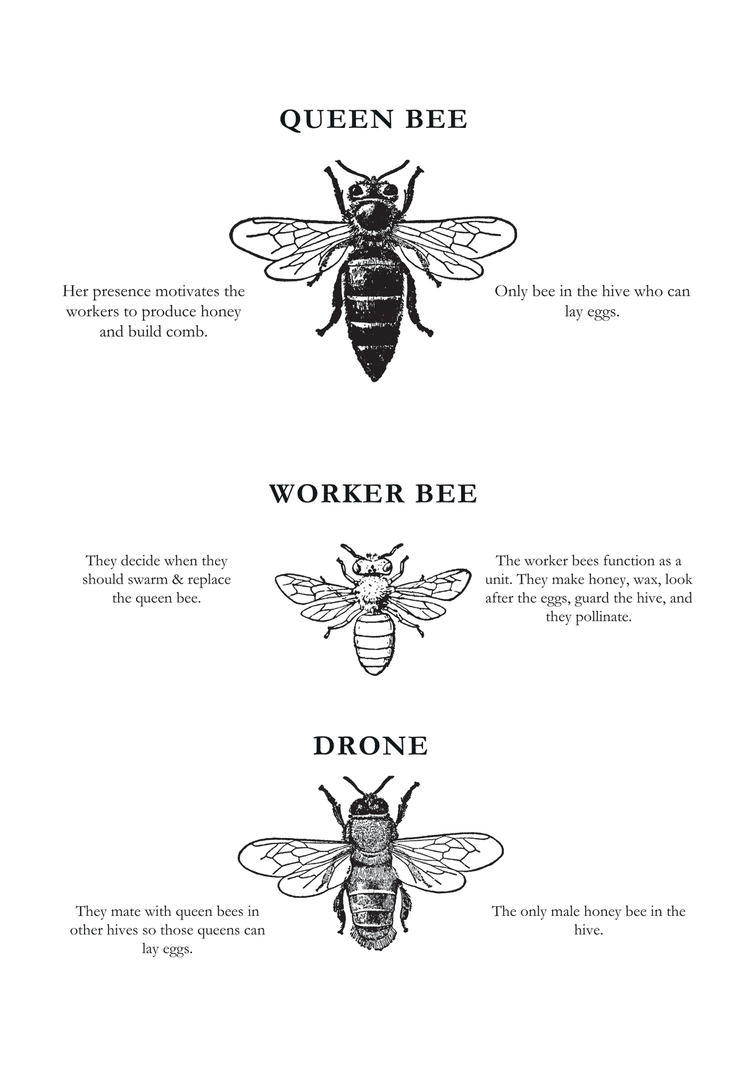 Coolmore Bees