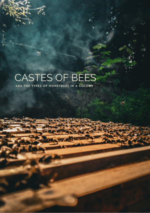 Coolmore Bees