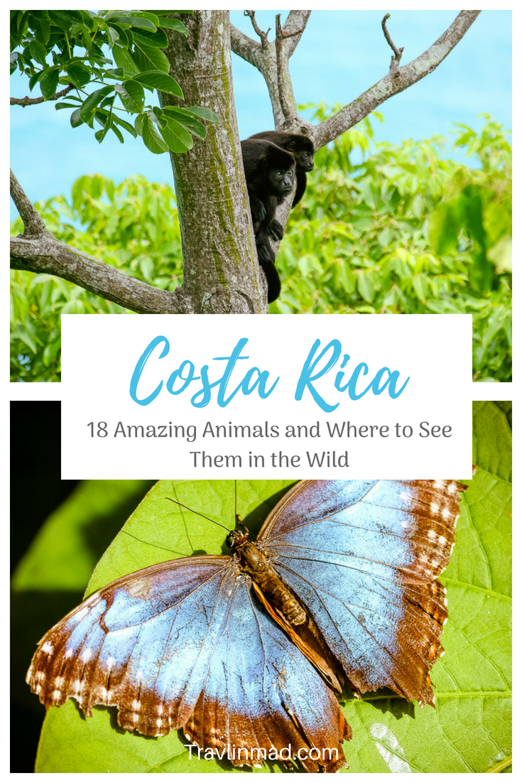 Costa Rica Wildlife: Where to See These 19 Animals in the Wild ...