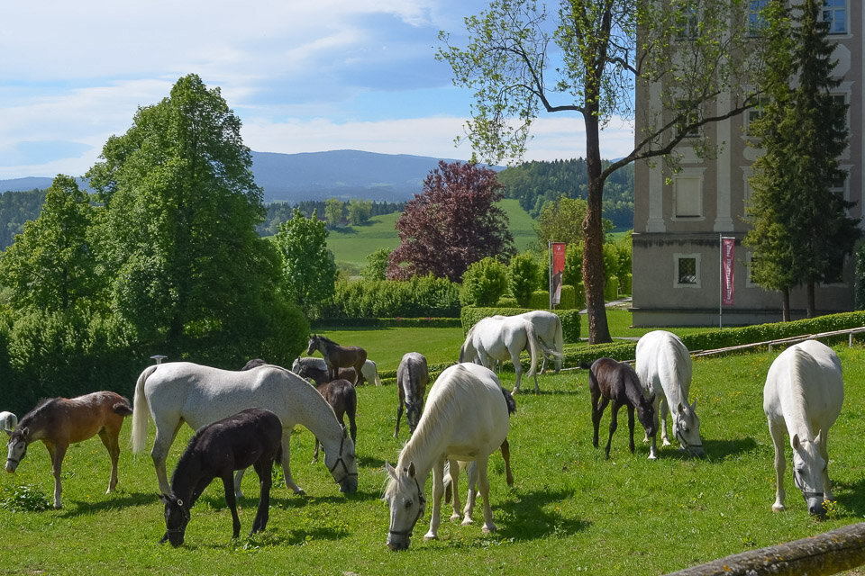 Piber Stud Farm in the Amazing Lipizzanerheimat, Austria — Travlinmad ...