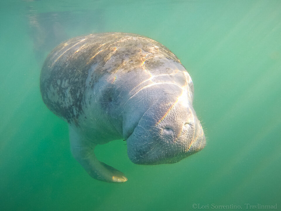 Kissed by a Manatee: An Up Close & Personal Photo Tour — Travlinmad ...