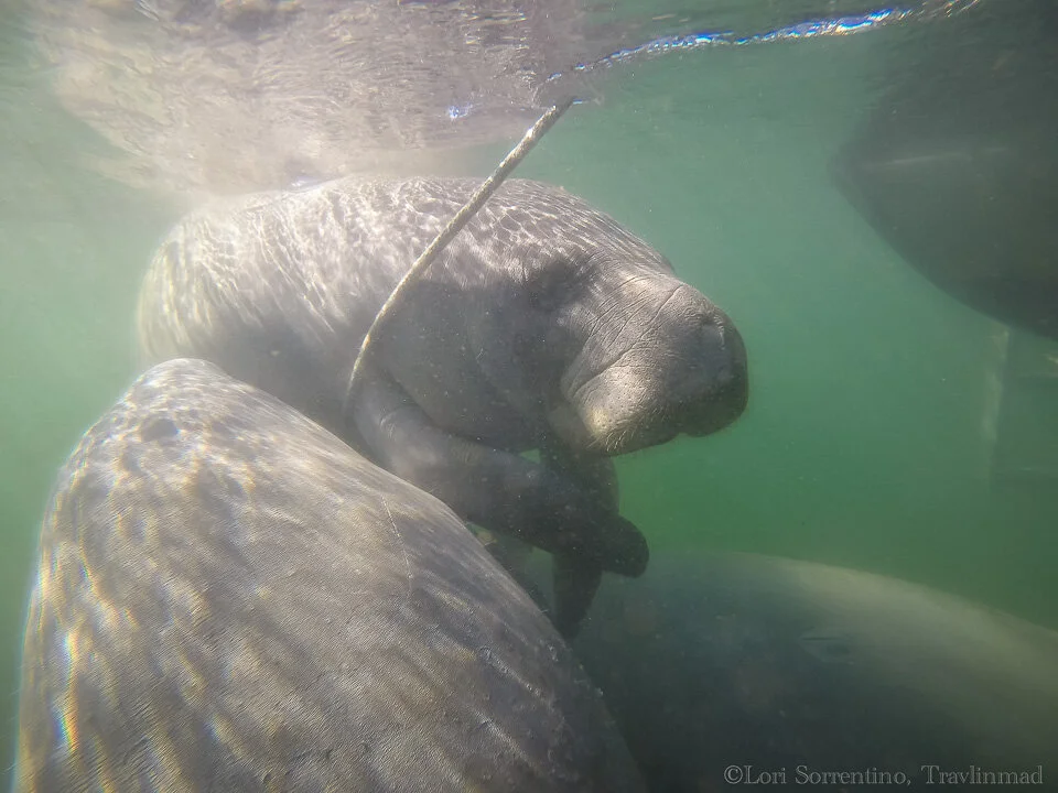 Kissed by a Manatee: An Up Close & Personal Photo Tour — Travlinmad ...