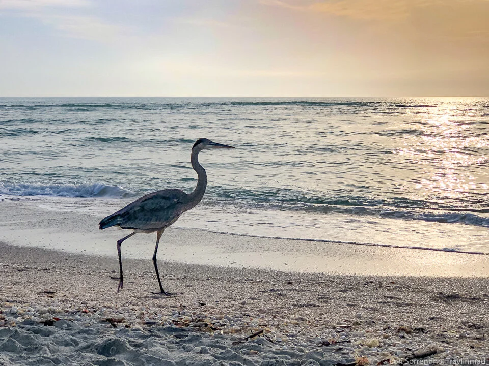 The Famous Beaches of Sanibel: A Local’s Guide to the Best Island ...