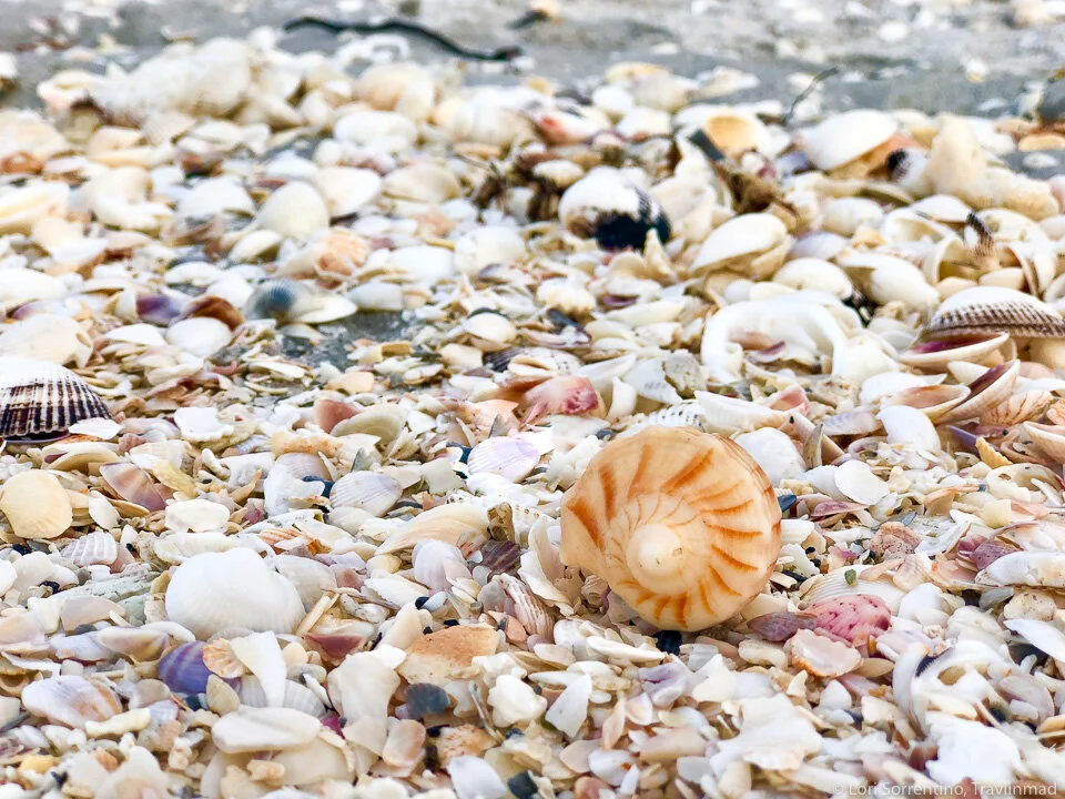 The Famous Beaches of Sanibel: A Local’s Guide to the Best Island ...