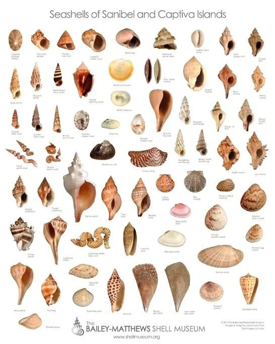 Sanibel Island Shelling: A Local’s Guide to Finding the Best Shells ...