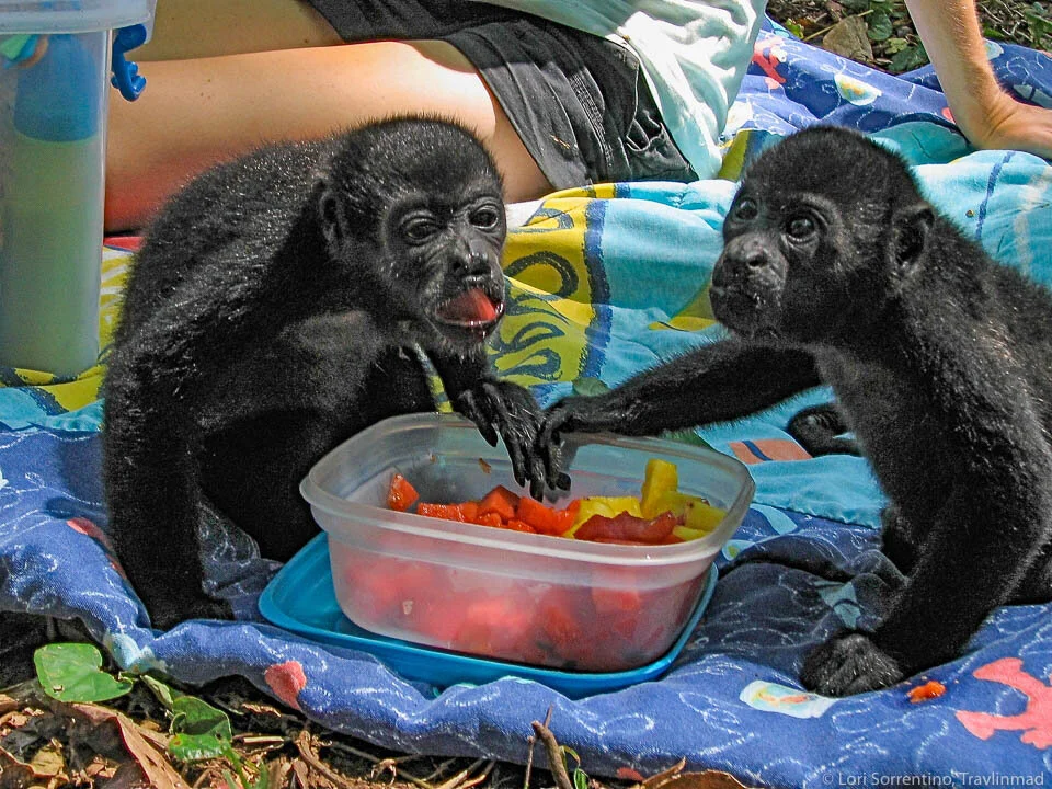 All About Monkeys in Costa Rica (Turn Up the Volume!) — Travlinmad Slow ...