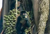 All About Monkeys in Costa Rica (Turn Up the Volume!) — Travlinmad Slow ...