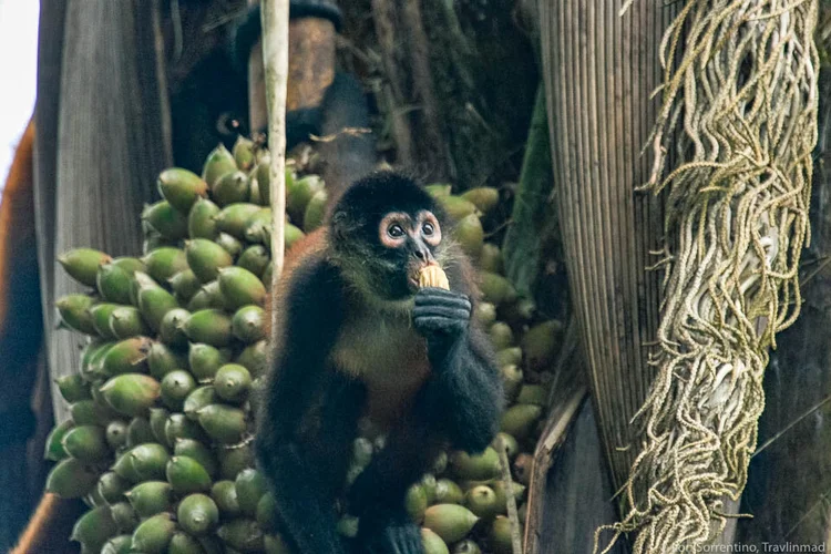 All About Monkeys in Costa Rica (Turn Up the Volume!) — Travlinmad Slow ...