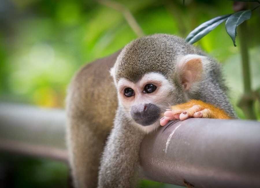 All About Monkeys in Costa Rica (Turn Up the Volume!) — Travlinmad Slow ...