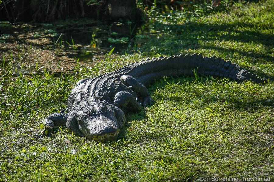 Naples Alligator