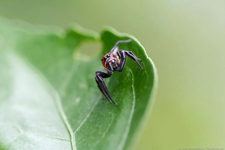 Costa Rica Bugs & Insects You May Encounter (and What to Do ...