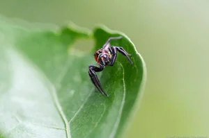 Costa Rica Bugs & Insects You May Encounter (and What to Do ...