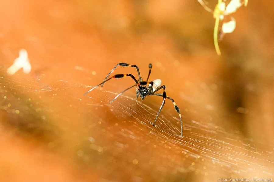 Costa Rica Bugs & Insects You May Encounter (and What to Do ...
