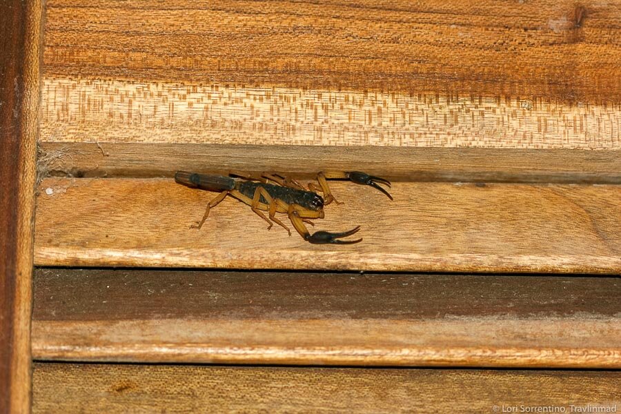 Costa Rica Bugs & Insects You May Encounter (and What to Do ...